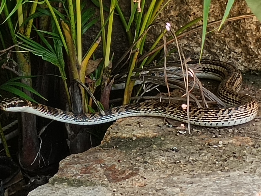 Mexican Patchnose Snake from 48424 Jal., México on July 13, 2024 at 12: ...