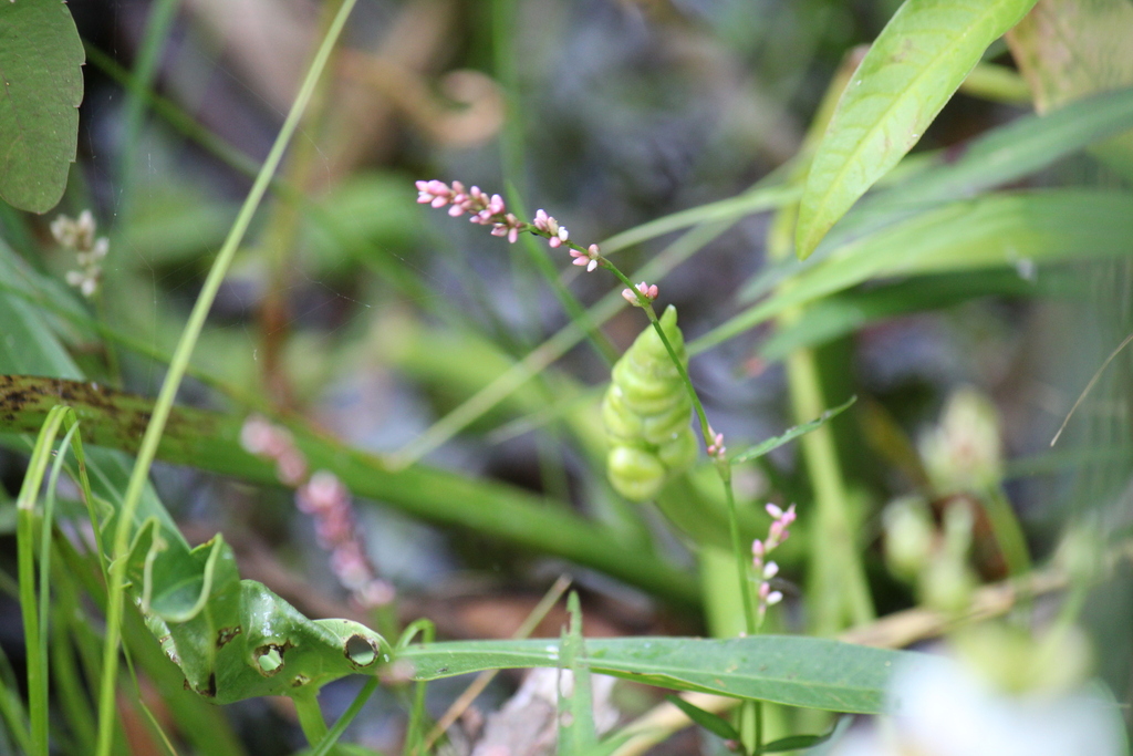 slender knotweed from Chippewa County, MI, USA on July 13, 2024 at 02: ...