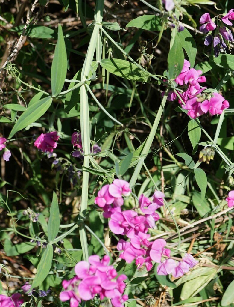 broad-leaved sweet pea from Education Hill, Redmond, WA 98052, USA on ...