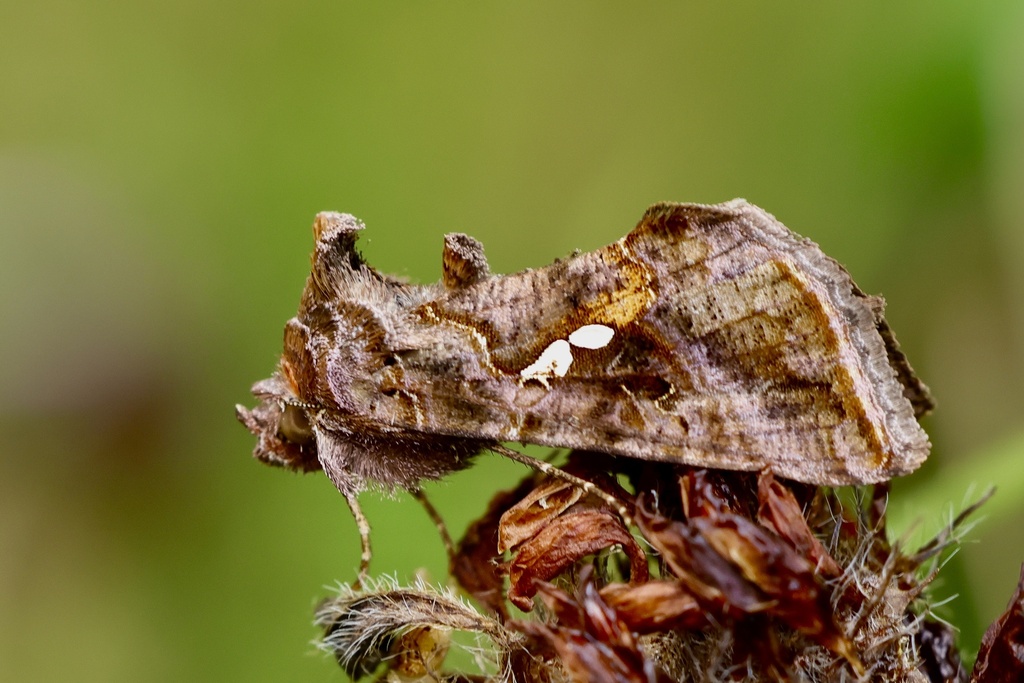 Common Looper Moth from Long Island, New York, NY, US on July 13, 2024 ...