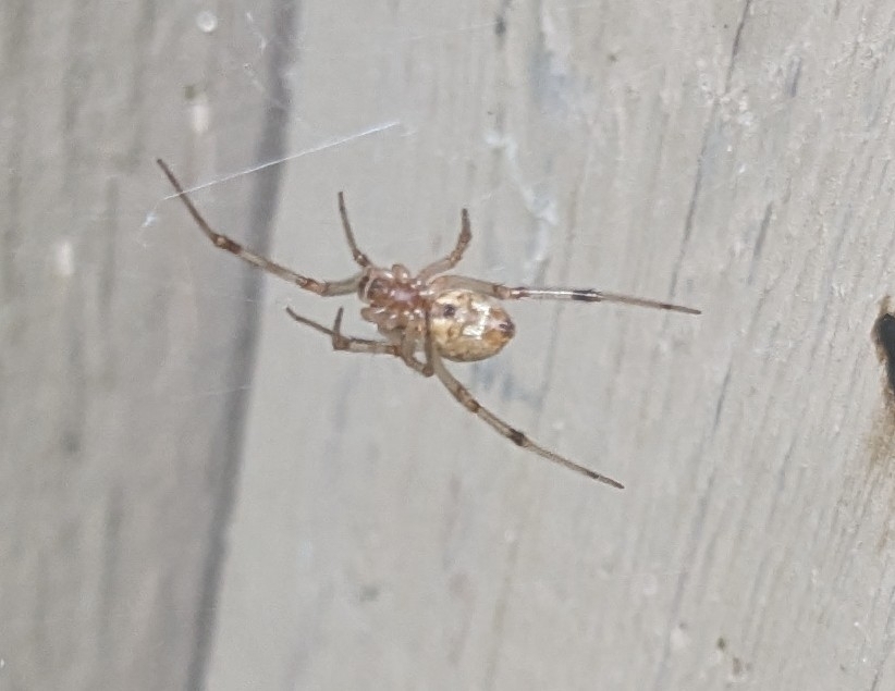Common House Spider from Stillwater Township, NJ 07860, USA on July 12 ...