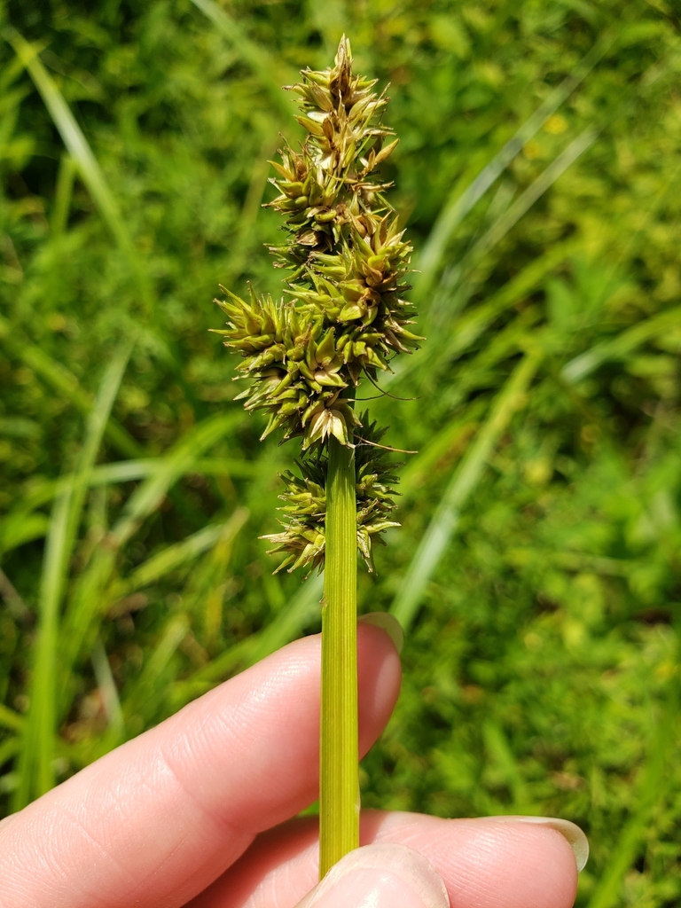 Soft Fox Sedge from Lake County, US-IL, US on July 13, 2024 at 01:33 PM ...
