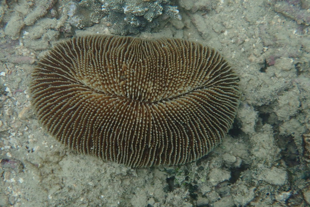 Ctenactis echinata from Poum, Nouvelle-Calédonie on July 13, 2024 by ...