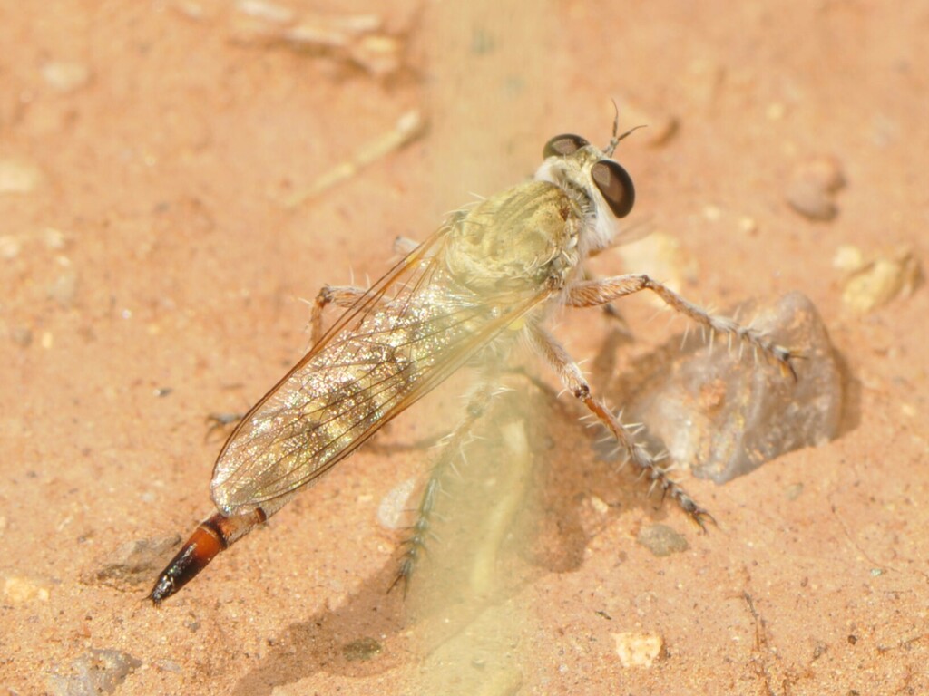 Proctacanthella leucopogon from Torrance County, NM, USA on July 13 ...