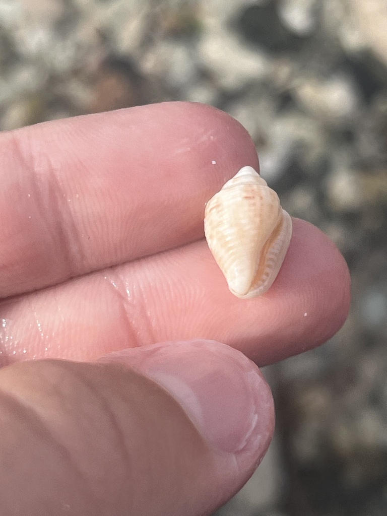 Merchant Dove Shell from Baby Beach key, Sint Nicolaas, Aruba, AW on ...