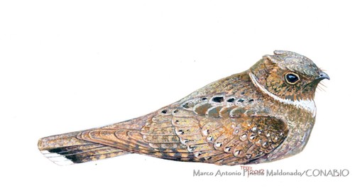 Eared Poorwill (Birds of Nayarit) · iNaturalist