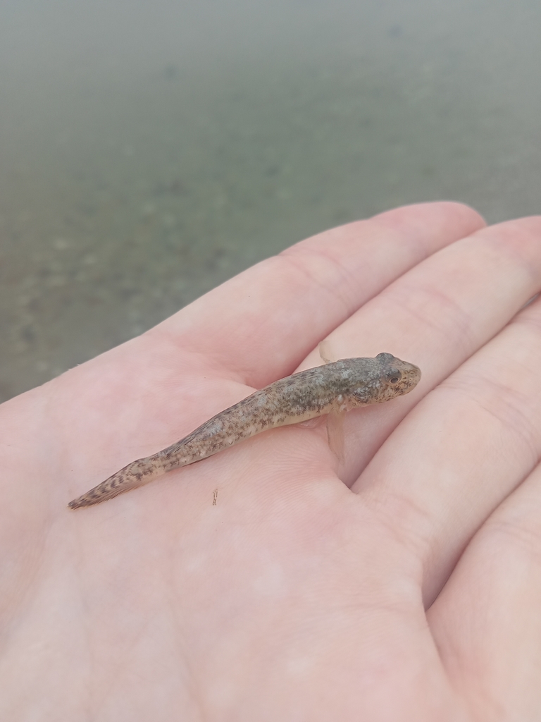 Gobies From Корсаковский р н Сахалинская обл Россия On July 7 2024