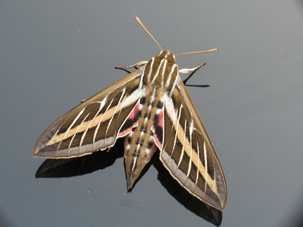 White-lined Sphinx from Bellbrook, Greene County, OH, USA on July 12 ...