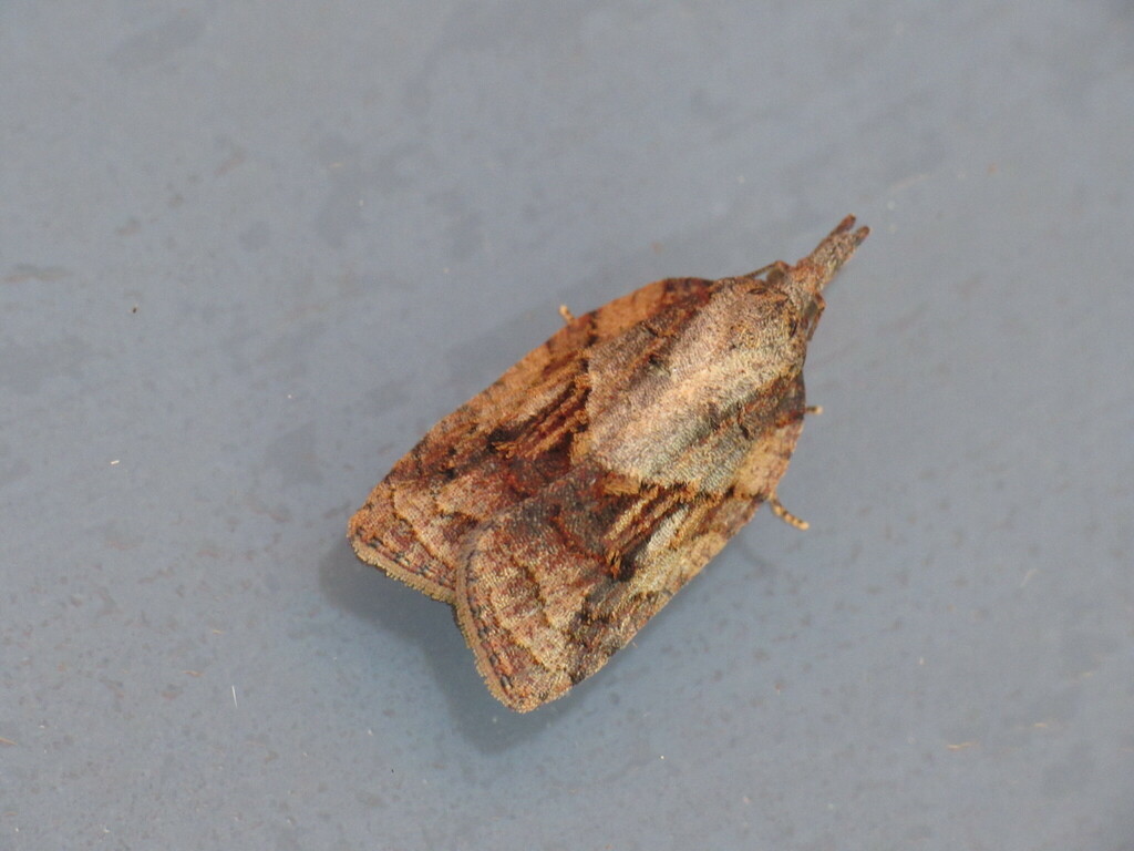 Tufted Apple Bud Moth from Bellbrook, Greene County, OH, USA on July 13 ...