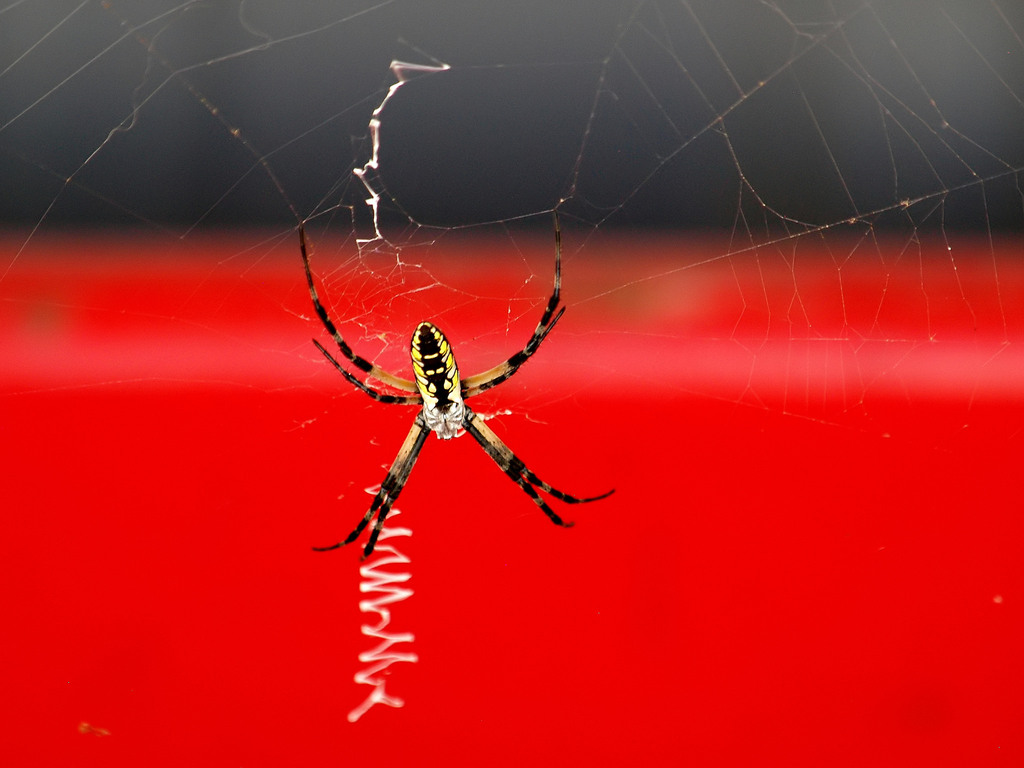 Yellow Garden Spider from Daughter's Crowley Texas land on July 4, 2024 ...
