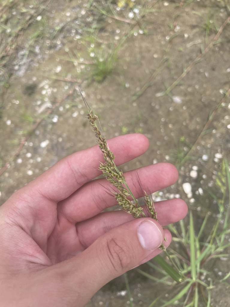 Barnyard Grasses from Lovers Key State Park, Bonita Springs, FL, US on ...