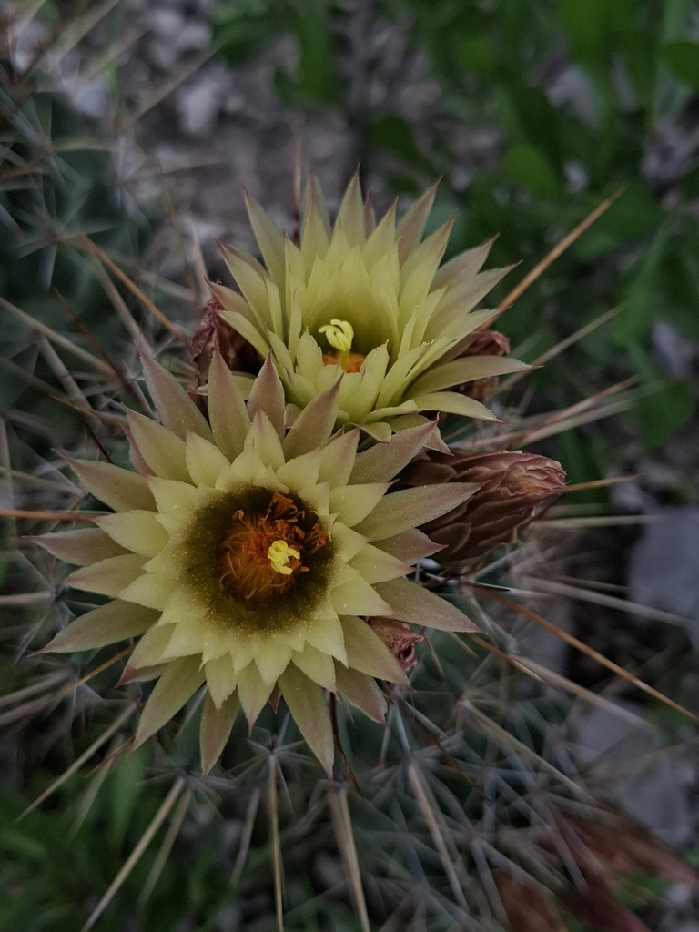 Coryphantha octacantha from CR4P+GQ, 42643 El Xothí, Hgo., México on ...
