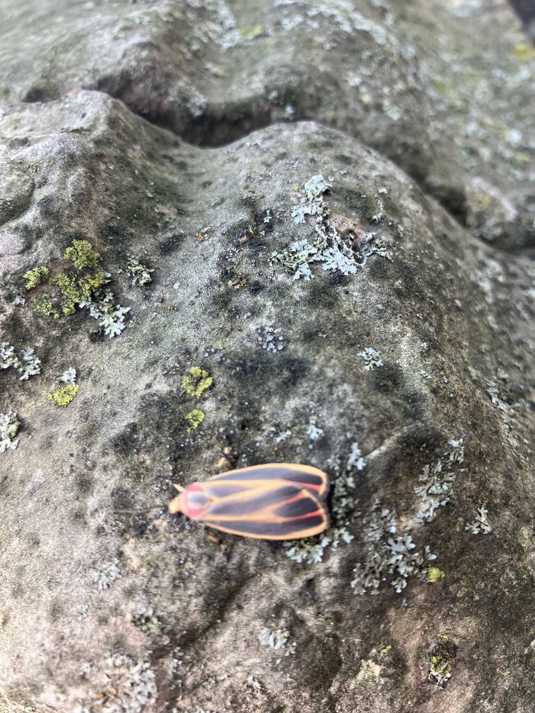 Painted Lichen Moth from Rosehill Cemetery, Chicago, IL, US on July 13 ...