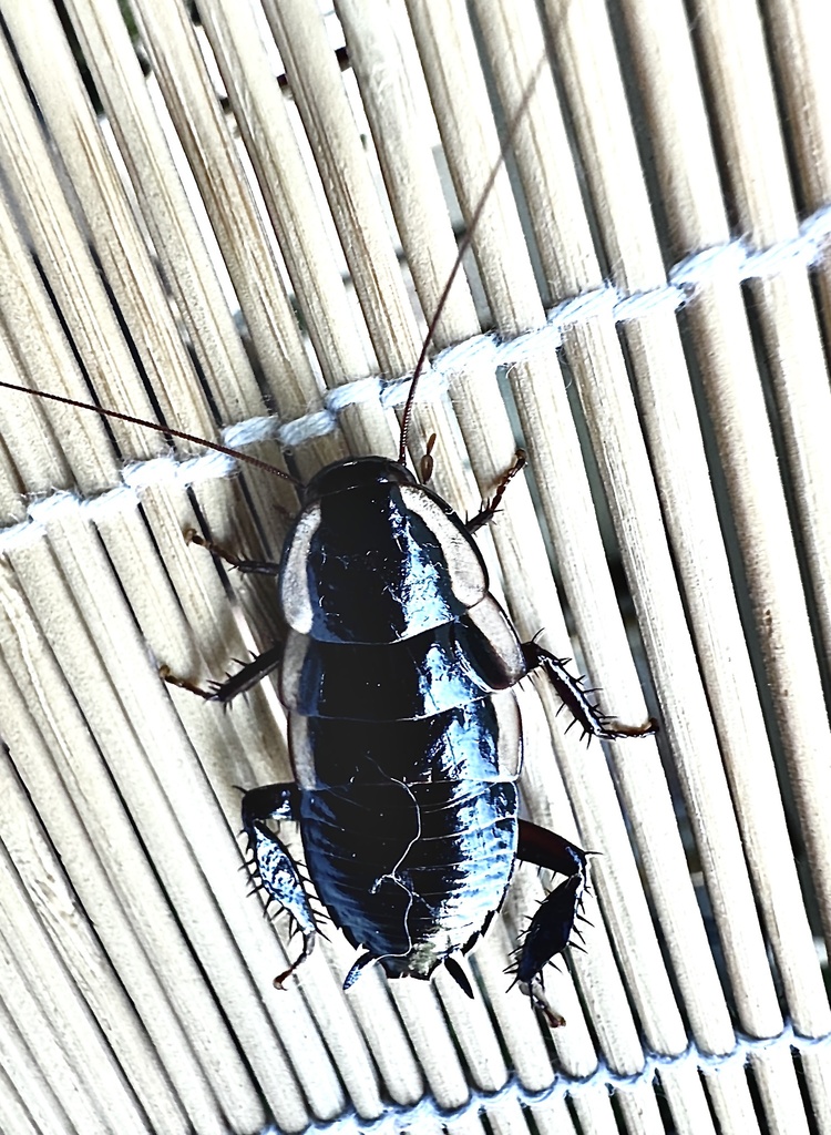 Gisborne Cockroach from North Island / Te Ika-a-Māui, Porirua ...