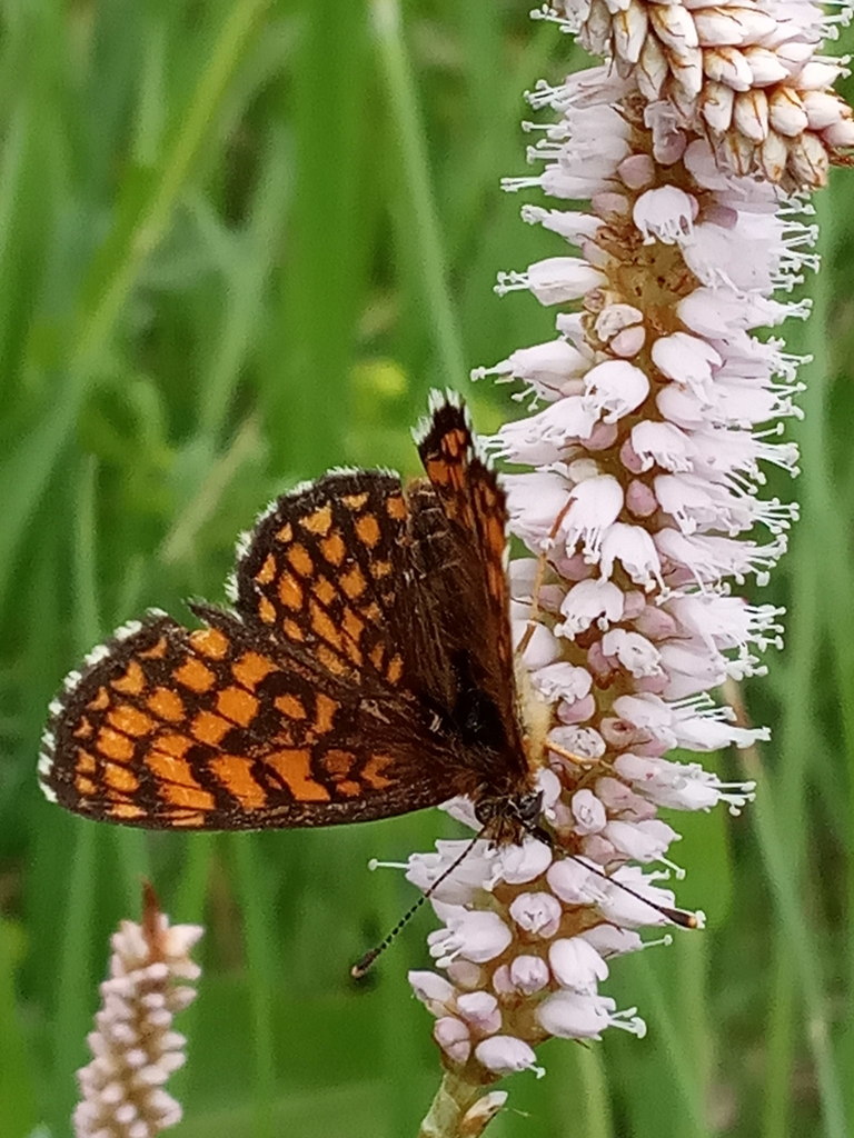 Heath Fritillary from Некоузский р-н, Ярославская обл., Россия on June ...