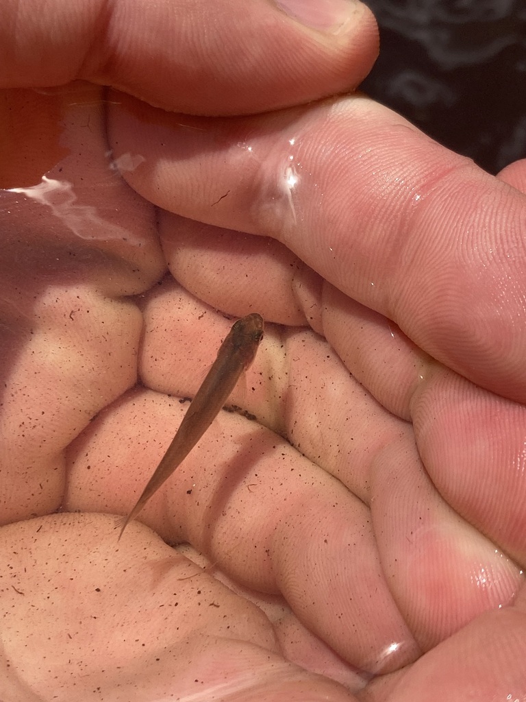 True Minnows from Lincoln County, WI, USA on July 9, 2024 at 02:05 PM ...