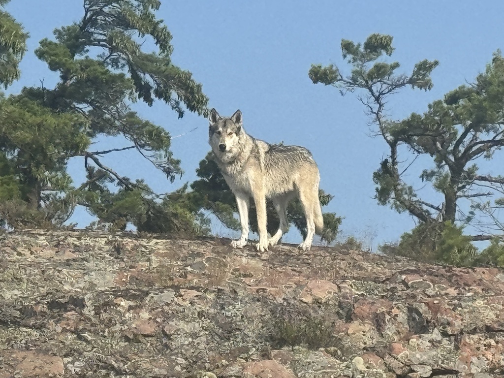 Gray Wolf from Georgian Bay, Killarney, ON, CA on July 13, 2024 at 09: ...