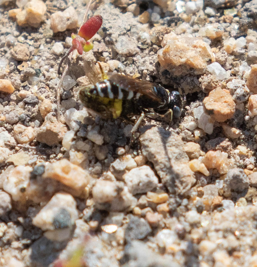 Beewolves from Washoe County, NV, USA on July 11, 2024 at 09:24 AM by ...