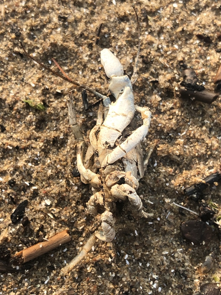 Northern Clearwater Crayfish from Wasaga Beach, Wasaga Beach, ON, CA on ...