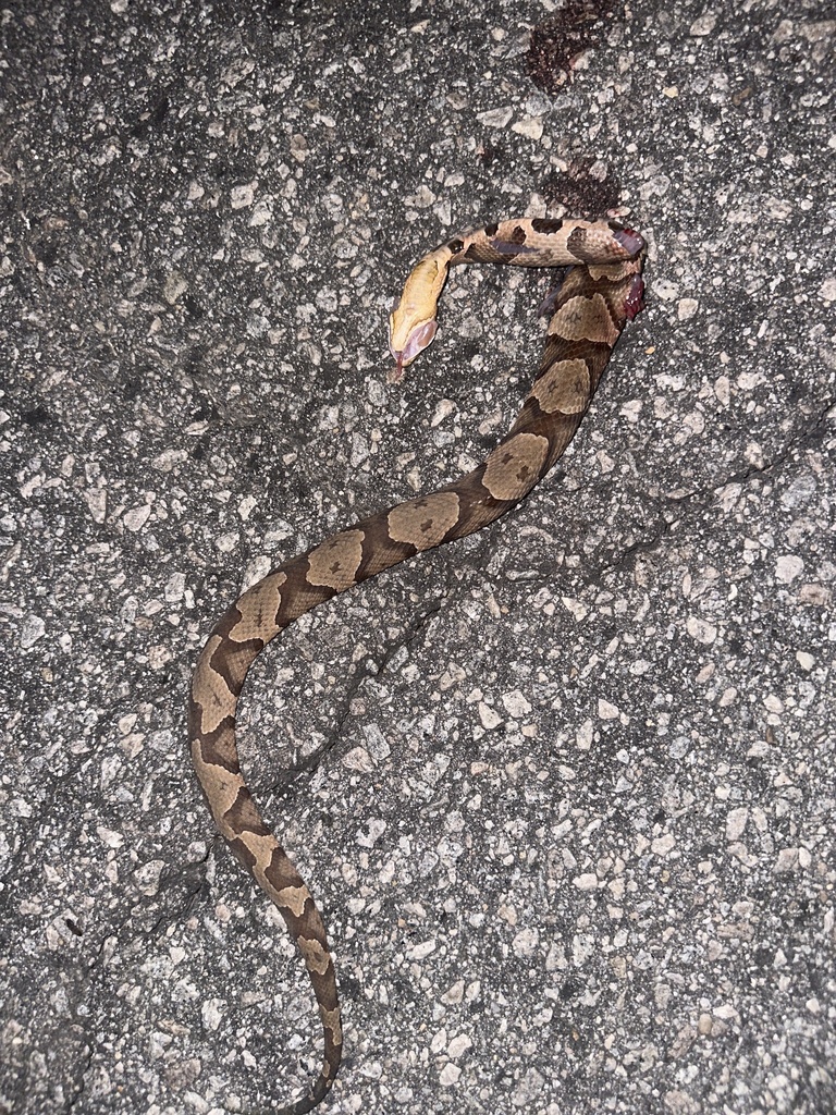 Eastern Copperhead from N Beaver Ln, Raleigh, NC, US on July 13, 2024 ...