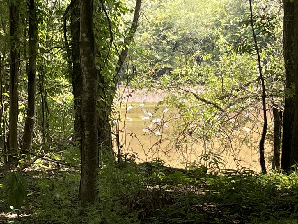 Wood Stork from Little River, AL, US on July 13, 2024 at 02:08 PM by ...
