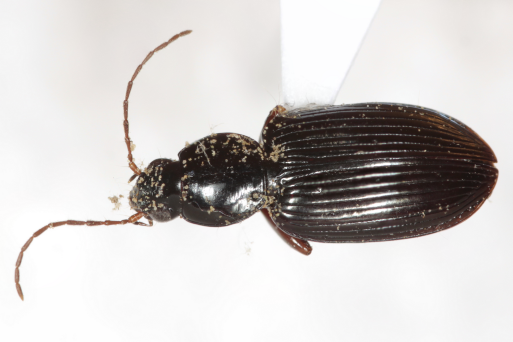 Agonum punctiforme from Franklin County, MO, USA on May 24, 2024 at 06: ...