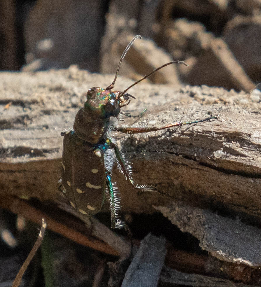 Western Tiger Beetle from Washoe County, NV, USA on July 11, 2024 at 10 ...