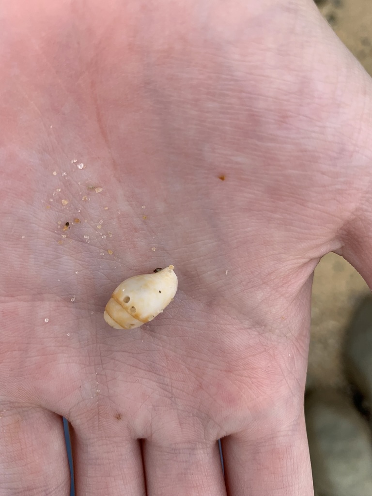 Pyrene flava from Maroochy - Mooloolaba, Queensland, Australia on July 1, 2024 at 12:06 PM by ...