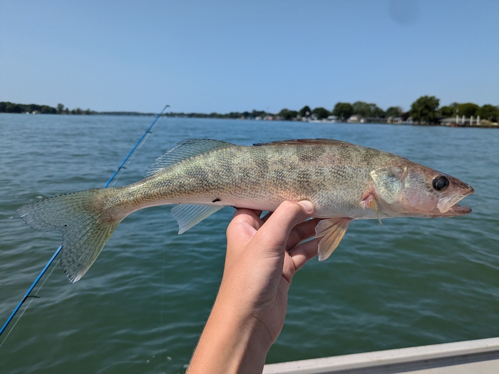 Pikeperches (Sander) - Marine Life Identification