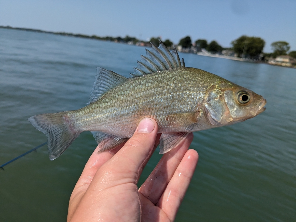 Temperate Basses (Moronidae) - Marine Life Identification