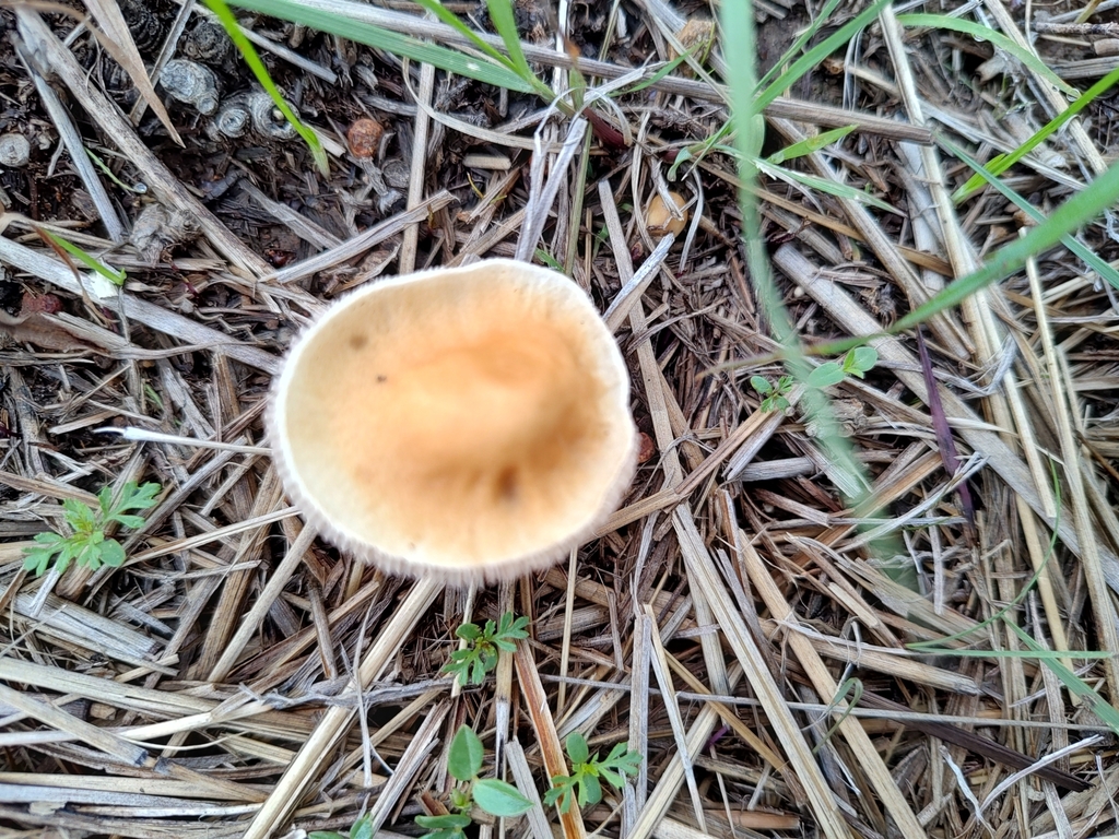 Agrocybe retigera from AVENIDA C #1270, EL TIGRE 2 avenida C #1270, El ...