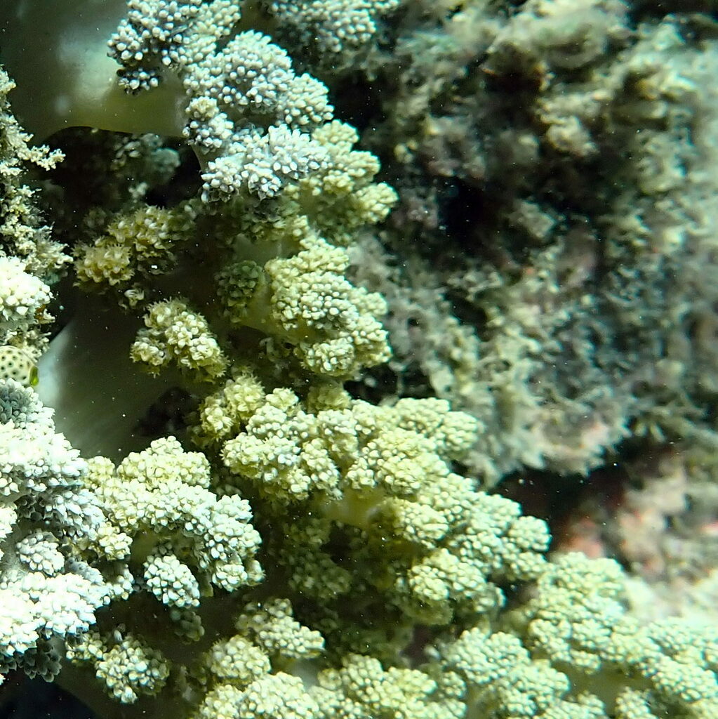 Litophyton from Douglas, QLD, Australia on July 13, 2024 at 10:07 AM by ...