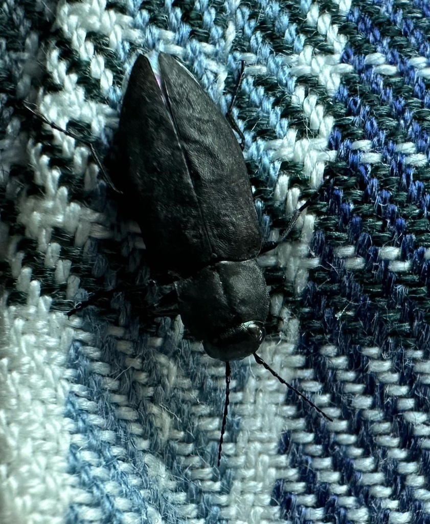 Black Fire Beetle from Birds Hill Provincial Park, Springfield, MB, CA ...