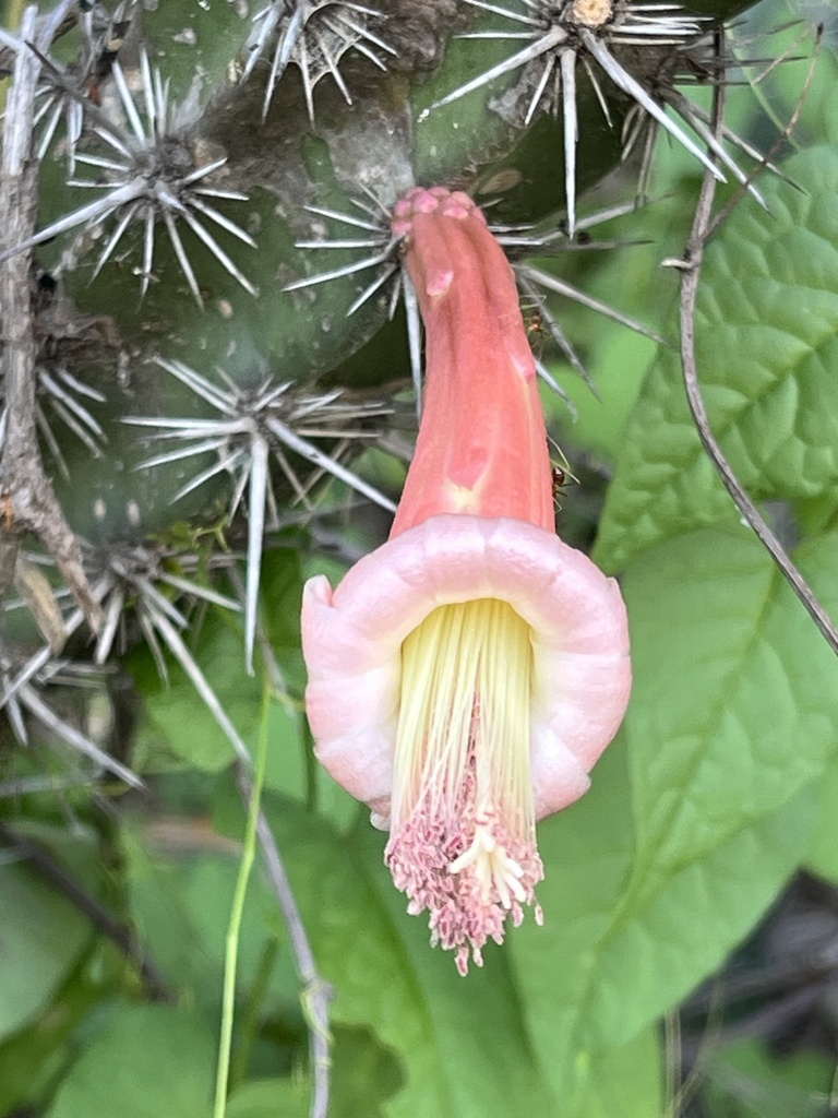 Octopus Cactus in July 2024 by mariana_1234 · iNaturalist