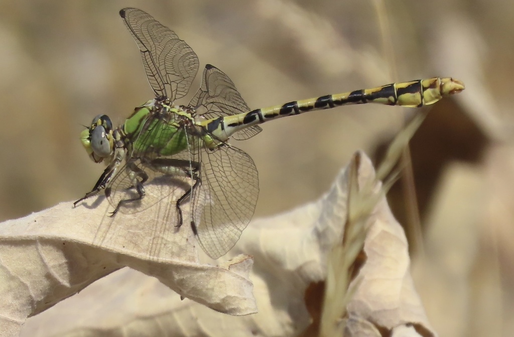Sinuous Snaketail from Boise National Forest, Garden Valley, ID, US on ...