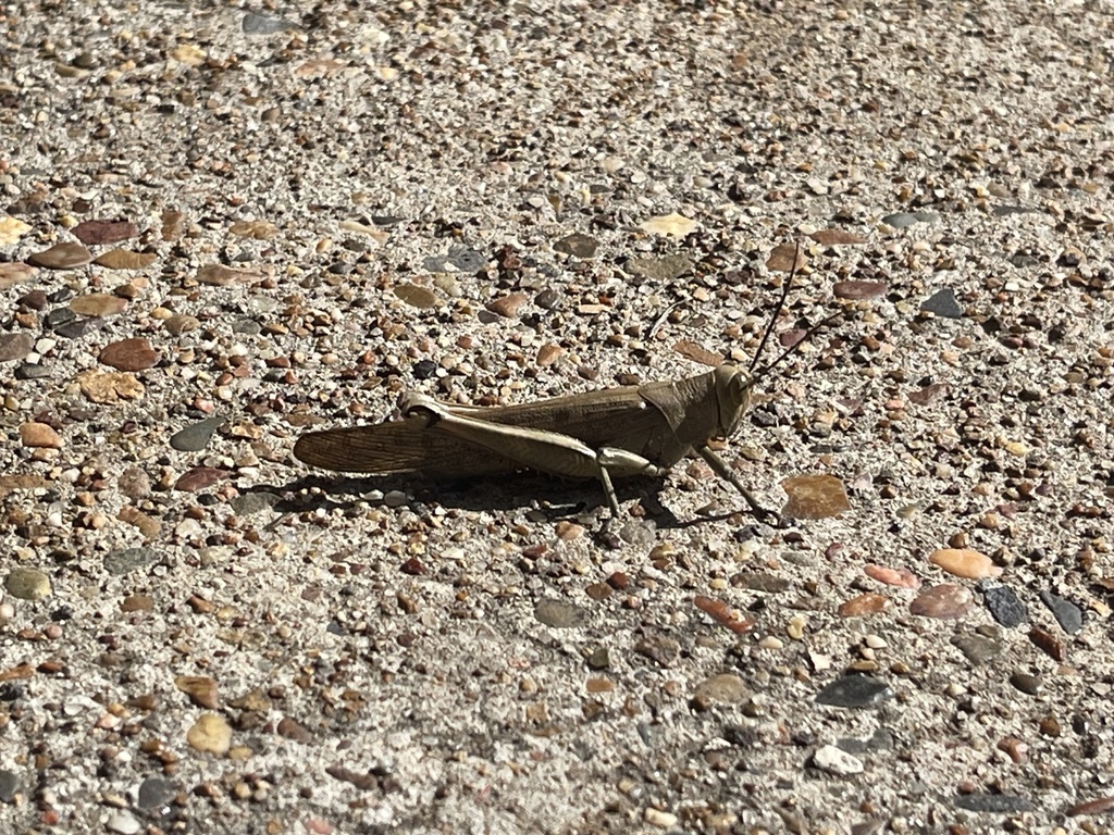 Giant Grasshopper from Saint James Rd, New Lambton, NSW, AU on July 14 ...