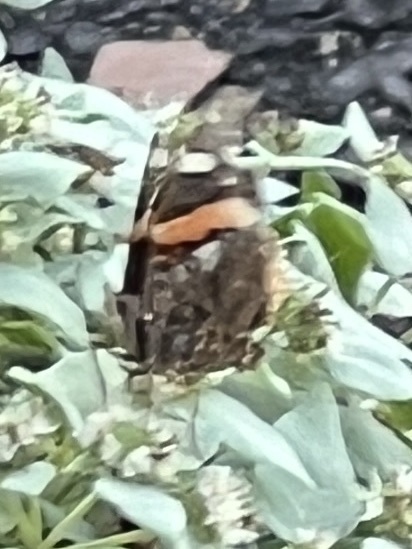 Red Admiral in July 2024 by Michael Pirrello. On Pycnanthemum · iNaturalist