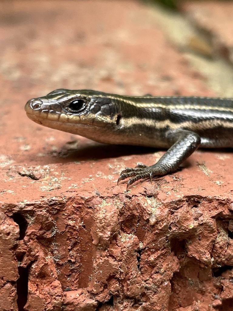 Common Five-lined Skink from Meredith College, Raleigh, NC, US on July ...