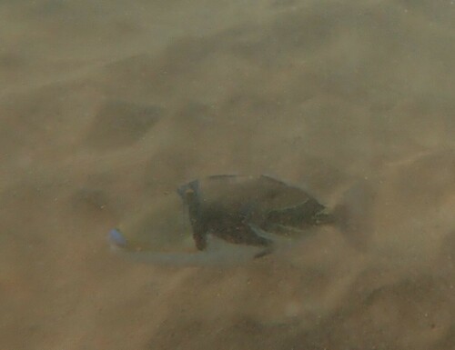 Wedgetail × Lagoon Triggerfish (Hybrid Rhinecanthus rectangulus × ...