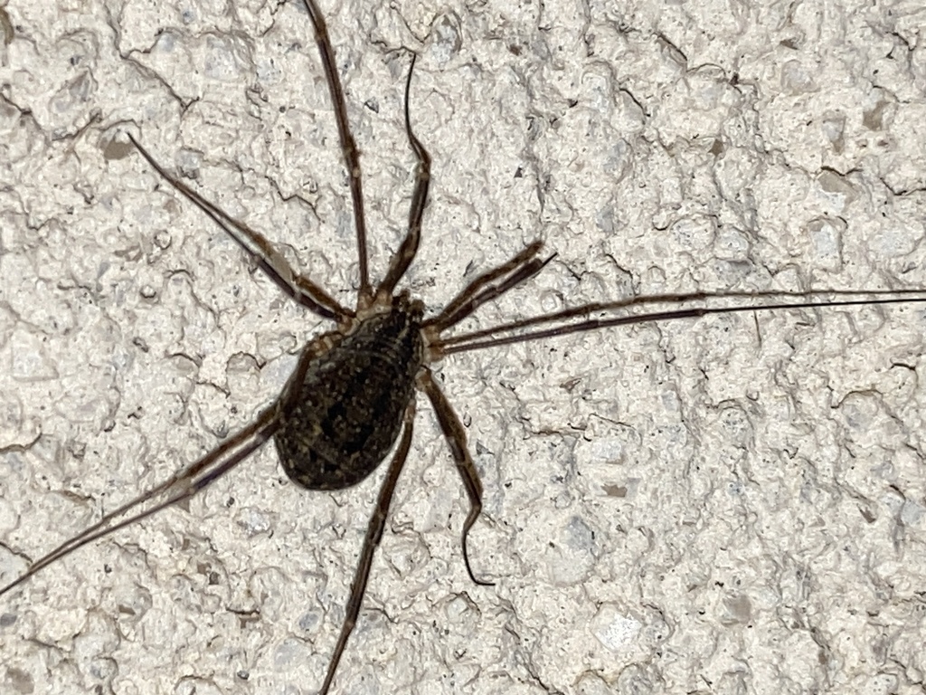 Togwotee Harvestman from Tobin Rd, Colorado Springs, CO, US on July 13 ...