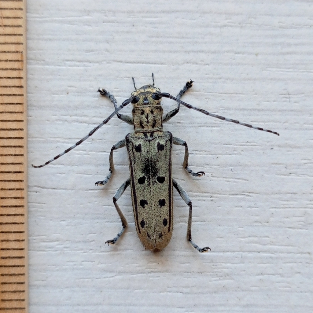 Saperda alberti from Komsomol'skiy rayon, RU-KH, RU on July 13, 2024 at ...