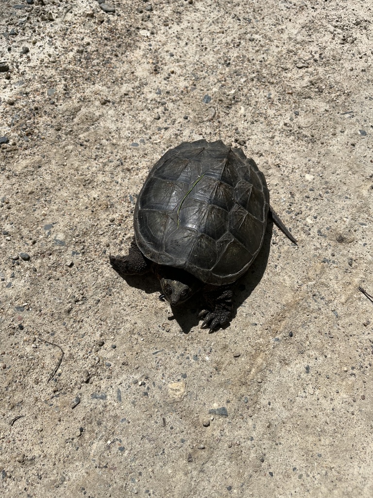 Common Snapping Turtle from Chippewa National Forest, Bigfork, MN, US ...