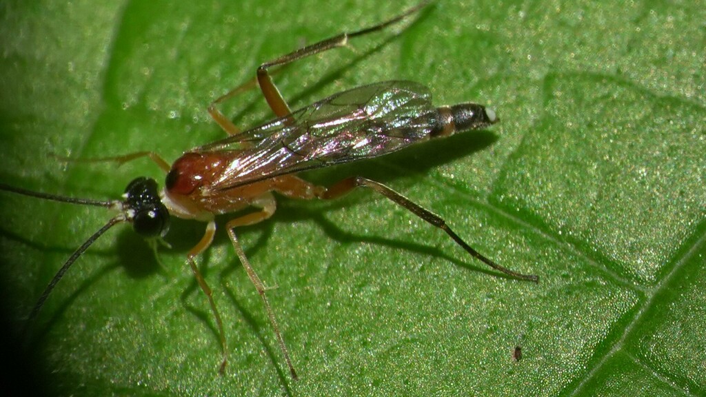 Ichneumonid Wasps from Nagla on July 10, 2024 at 02:24 PM by Dinesh ...