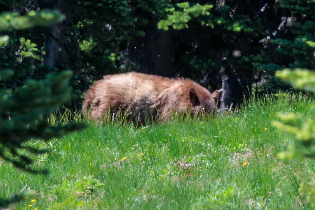 American Black Bear from Pierce County, WA, USA on July 13, 2024 at 12: ...