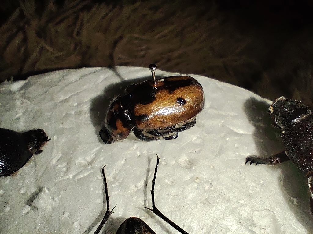 Masked Chafers in July 2024 by angiebug · iNaturalist