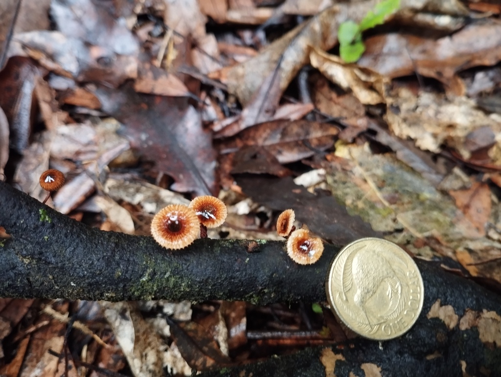 Crinipellis from Ōtari Wilton’s Bush on July 14, 2024 at 02:10 PM by ...