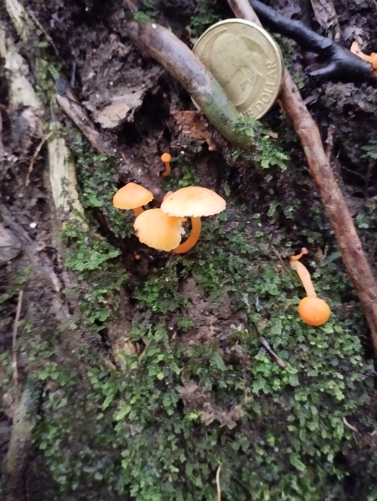 Cuphophyllus apricosus from Ōtari Wilton’s Bush on July 14, 2024 at 02: ...