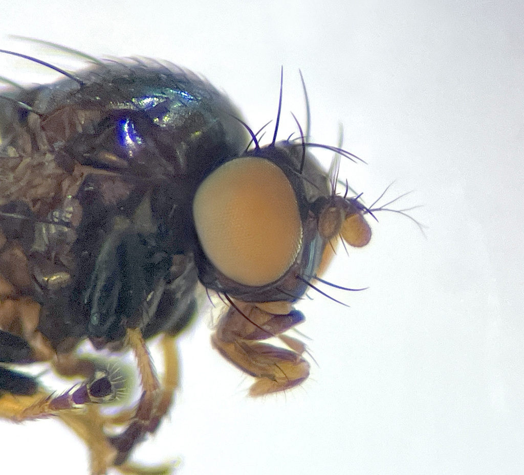 Metallic Black Pasture Fly from Deep Stream, Central Otago, NZ on March ...