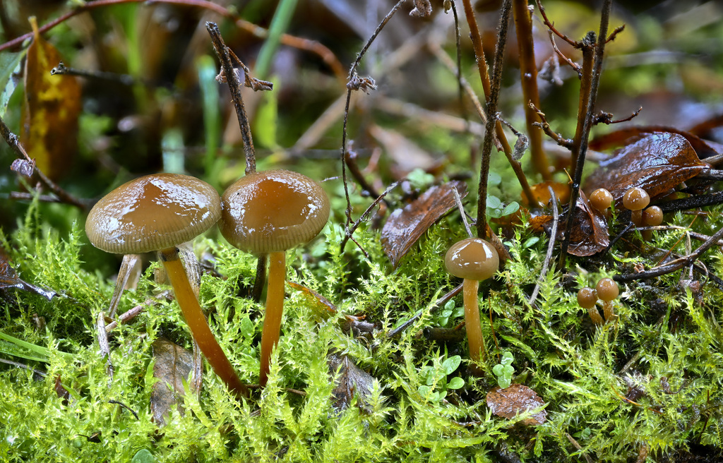 Psilocybe stuntzii from Gig Harbor, Pierce Co., Washington, USA on ...