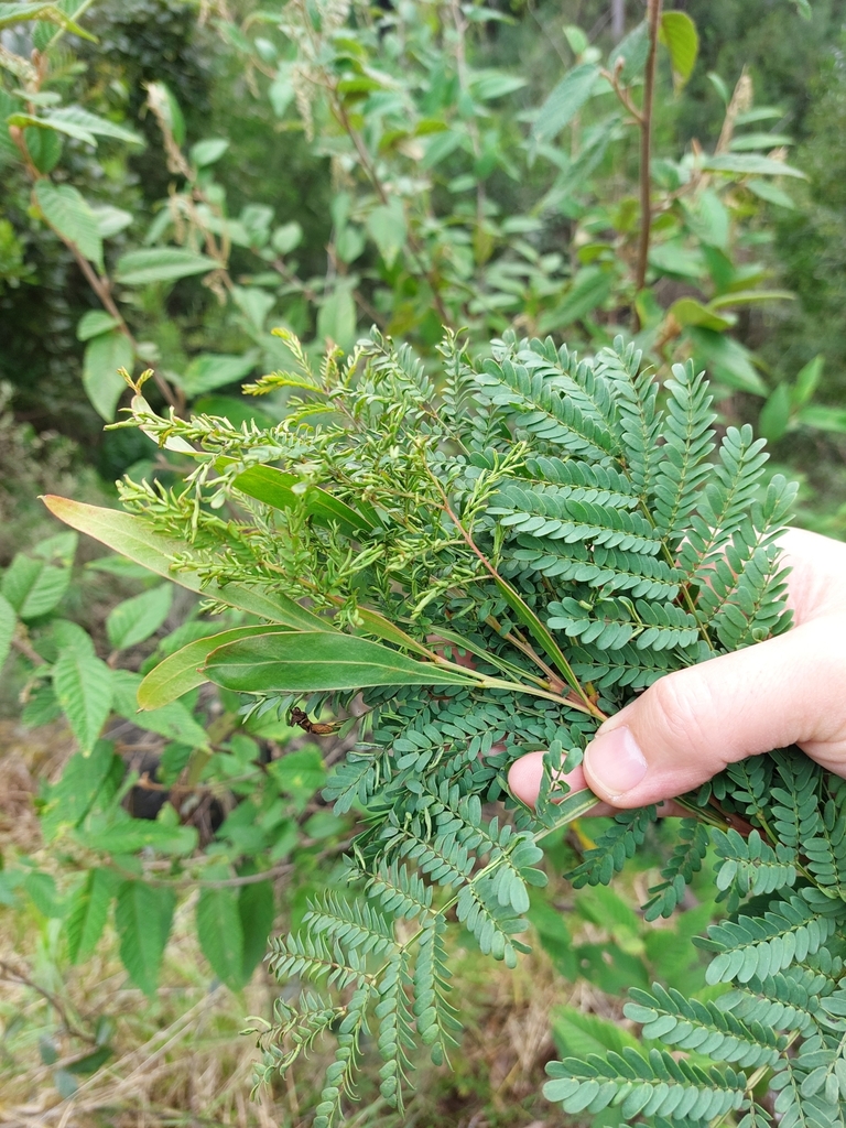 Red Stem Wattle from Narrabarba NSW 2551, Australia on July 13, 2024 at ...